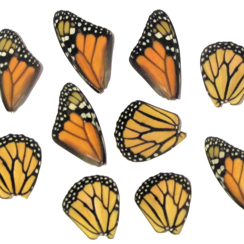 Monarch Wings - Etsy