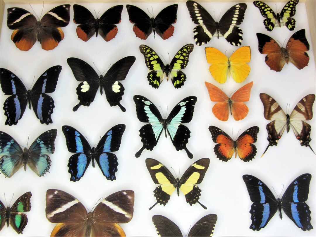 10 Real RANDOM Mounted Butterfly, IMPERFECT Butterfly, See Below for ...