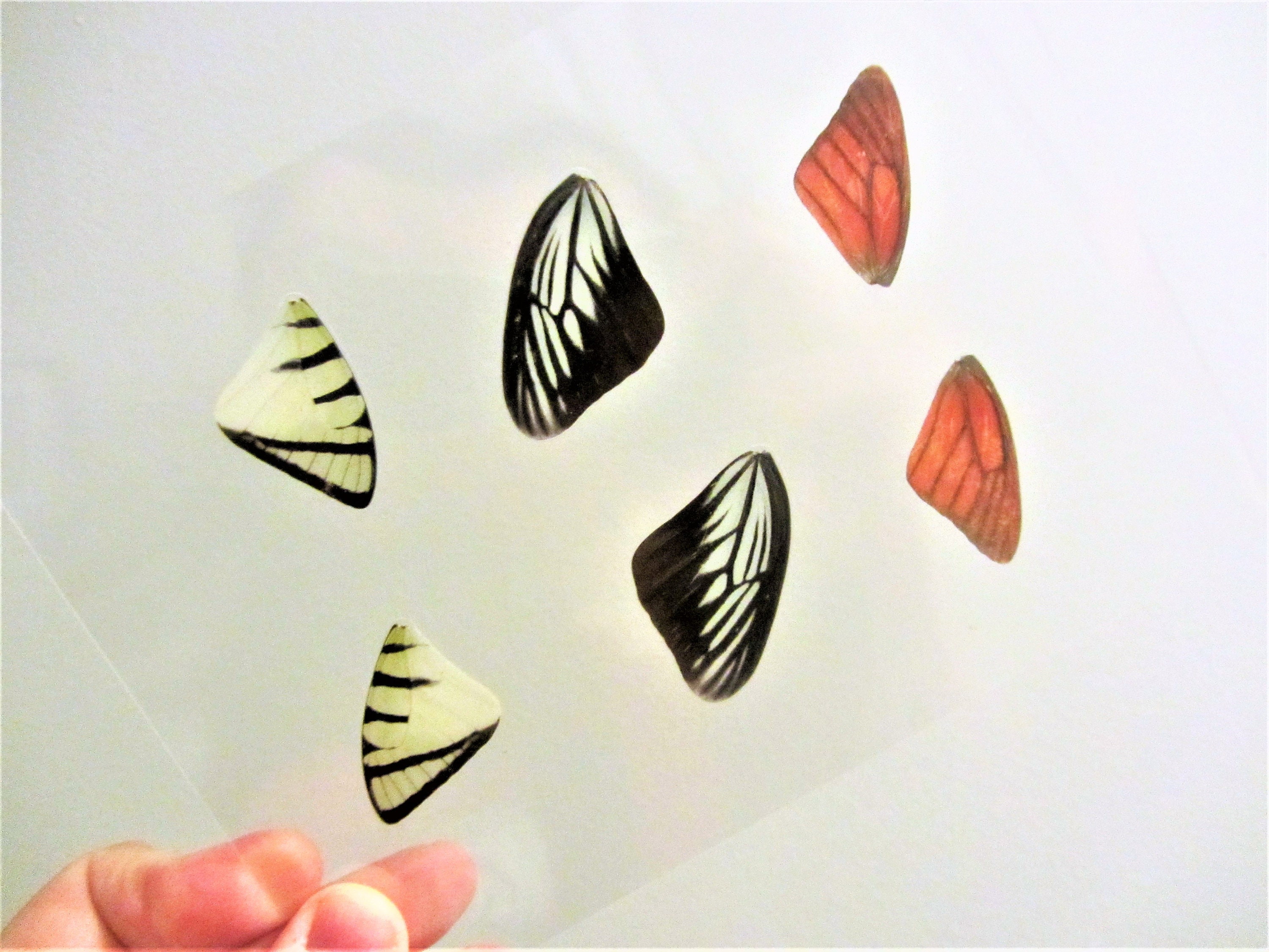 One Laminated Sheet Of Random 6 Real Butterfly Wings Matching | Etsy