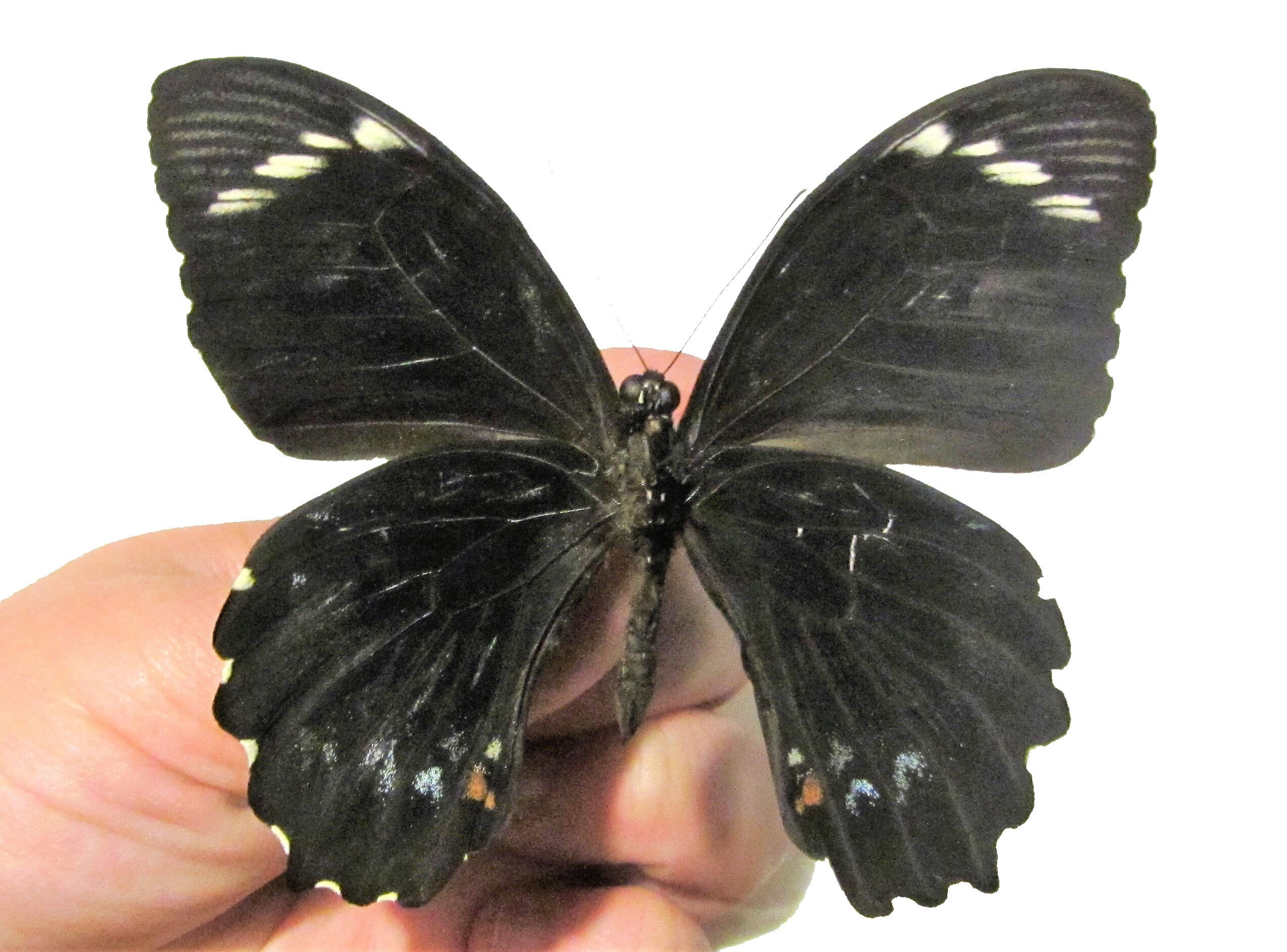 One Real Papilio Aegeus Ormenus Butterfly Indonesia Wings - Etsy