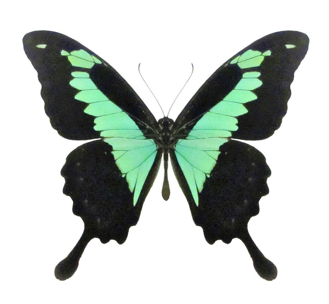 One Real Papilio Phorcas Congoanus Butterfly, Mint Swallowtail, Wings ...