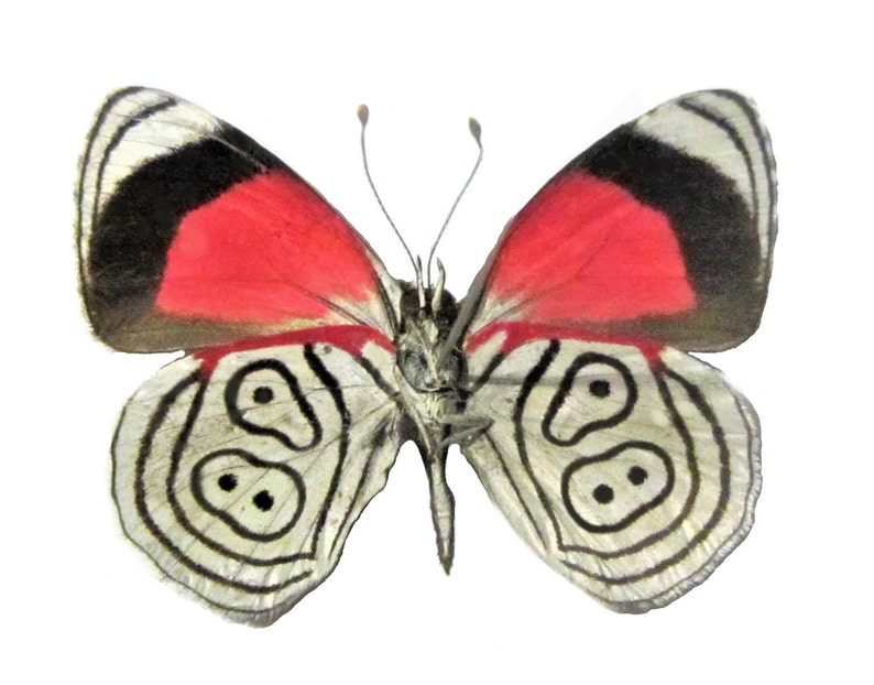 One Real Deaethria Clymena Cramer's 88 Peru Wings Closed | Etsy