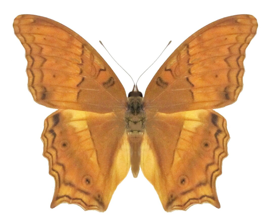 Real Vindula Dejone Celebensis Butterfly, Malay Cruiser, Indonesia ...