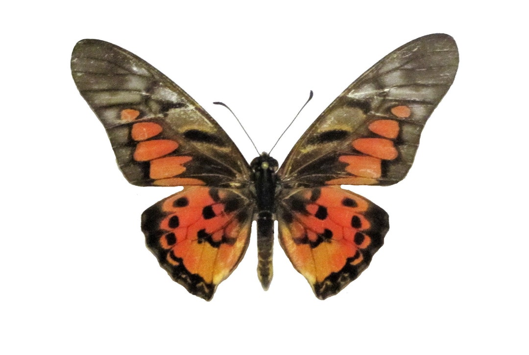 One Real Graphium Ridleyanus Butterfly, Republic of Central Africa ...