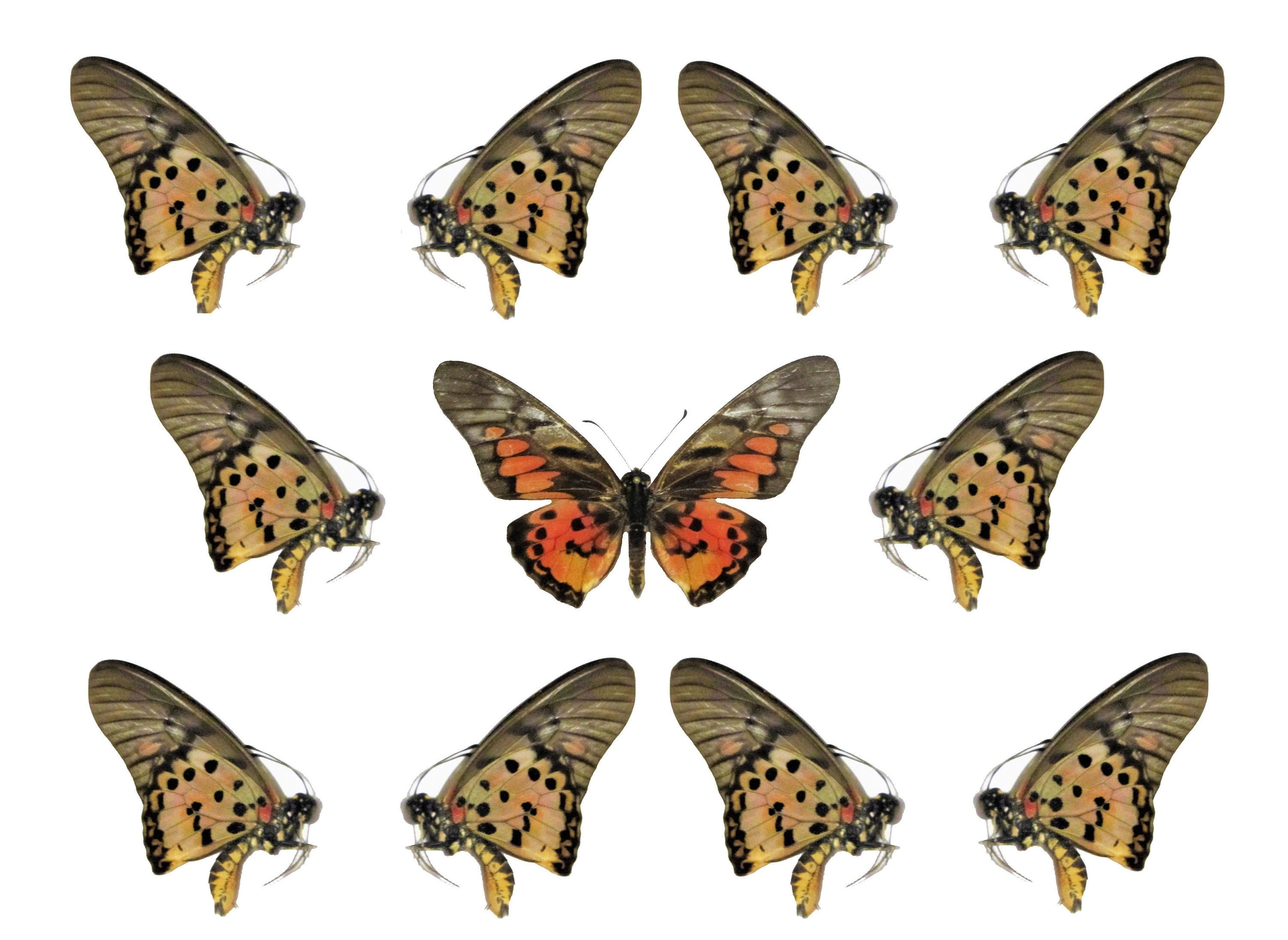 One Real Graphium Ridleyanus Butterfly Republic of Central - Etsy UK