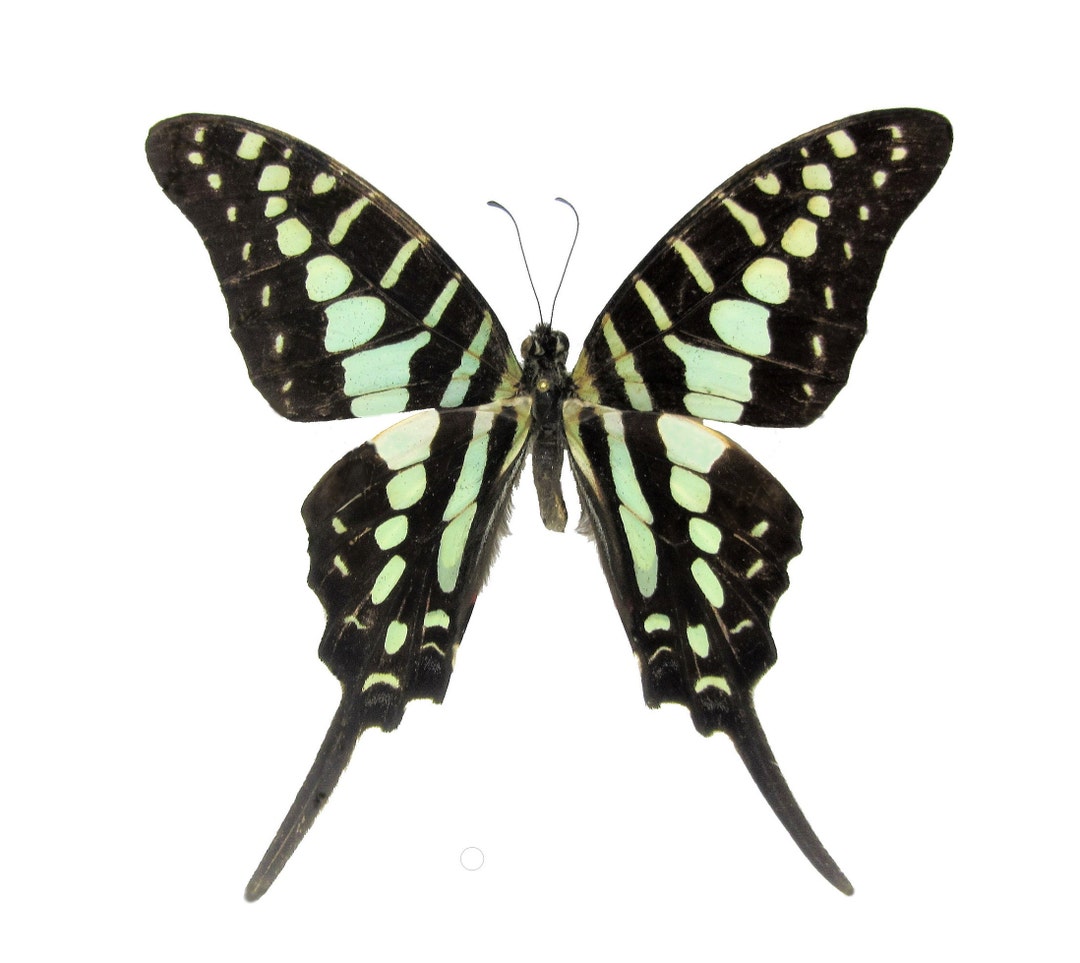 One Real Graphium Policenes, Insect Taxidermy, Wings Closed, Wings ...