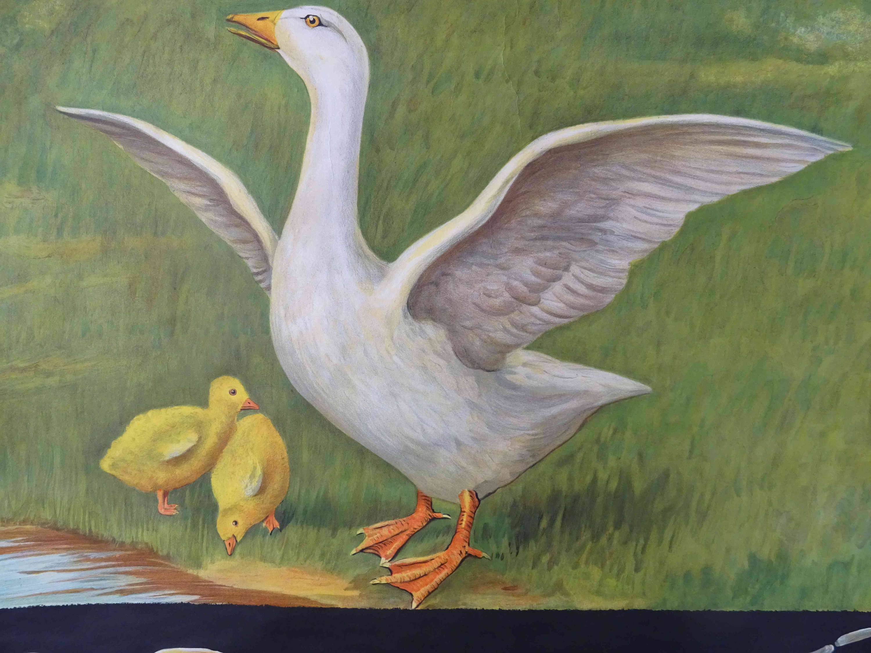 Vintage School Chart | Goose / Wild Goose - Jung Koch Quentell, 30s ...