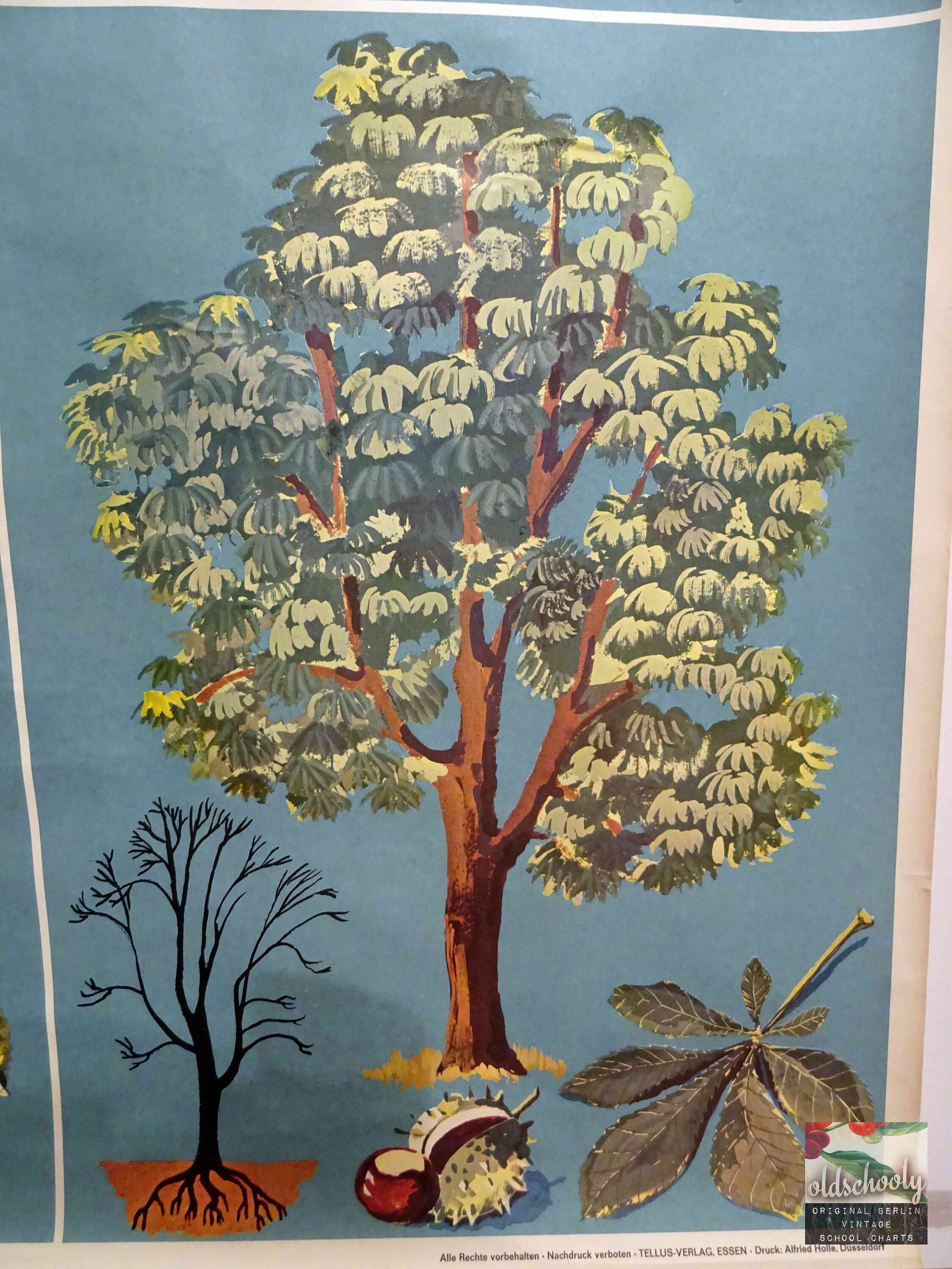 Vintage School Chart | Deciduous Trees (beech, Oak, Lime, Chestnut ...