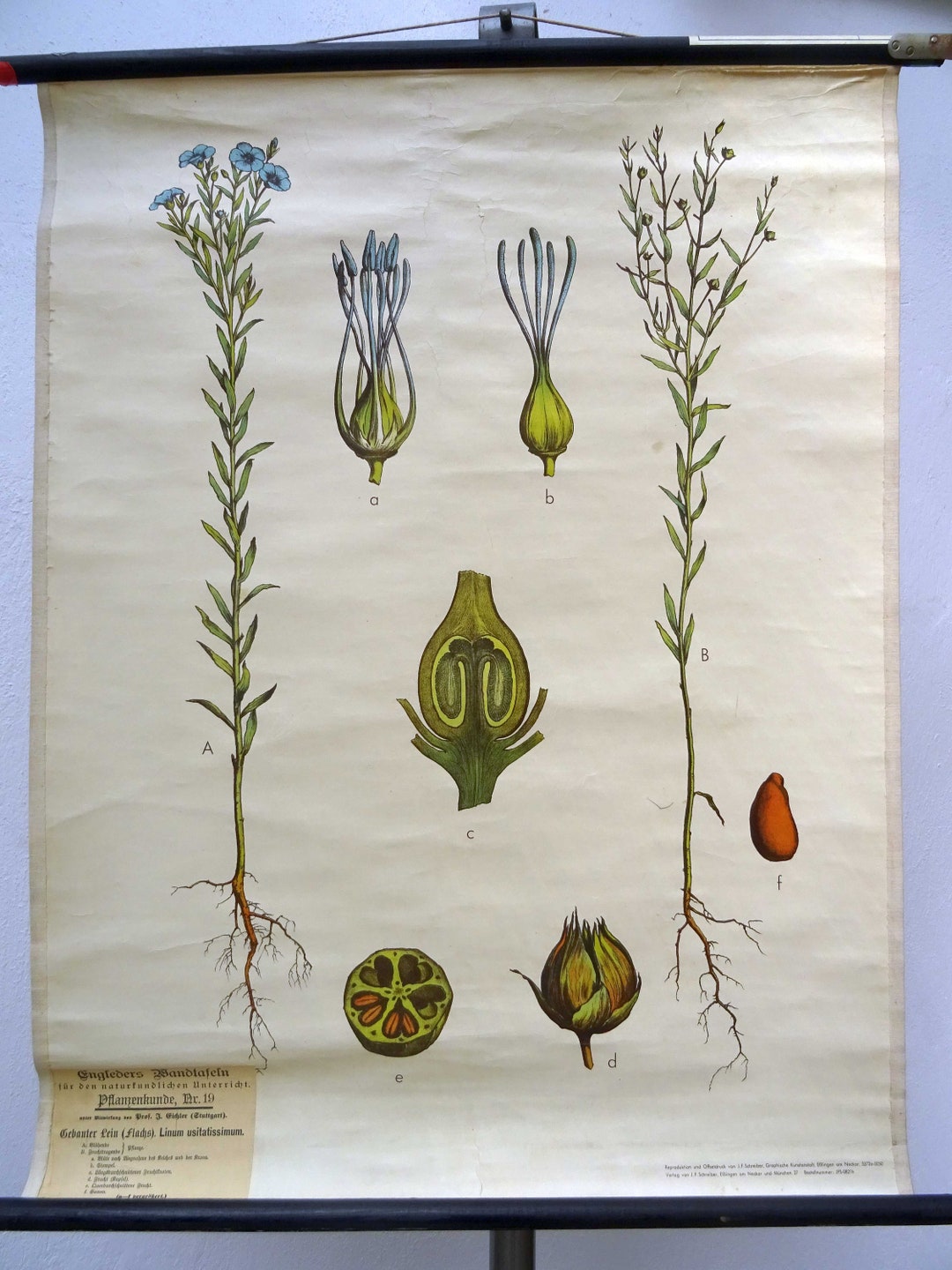 Vintage School Chart | Flax / Built Flax (linum Usitatissimum L ...