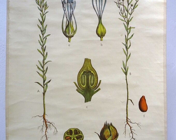 Vintage School Chart | Flax / Built Flax (linum Usitatissimum L ...