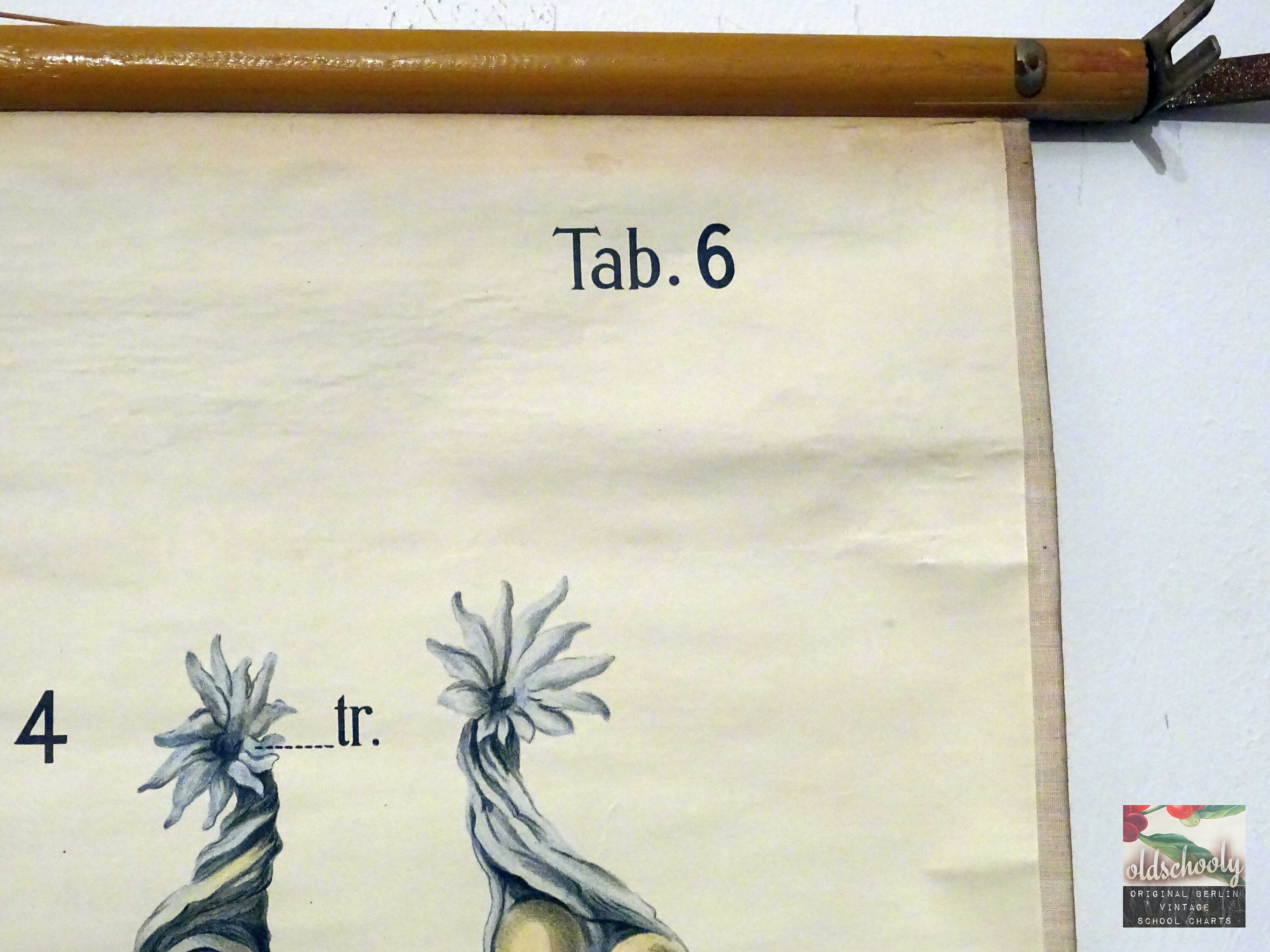 Vintage School Chart Tab. 6: Lizard & Salamander - Etsy