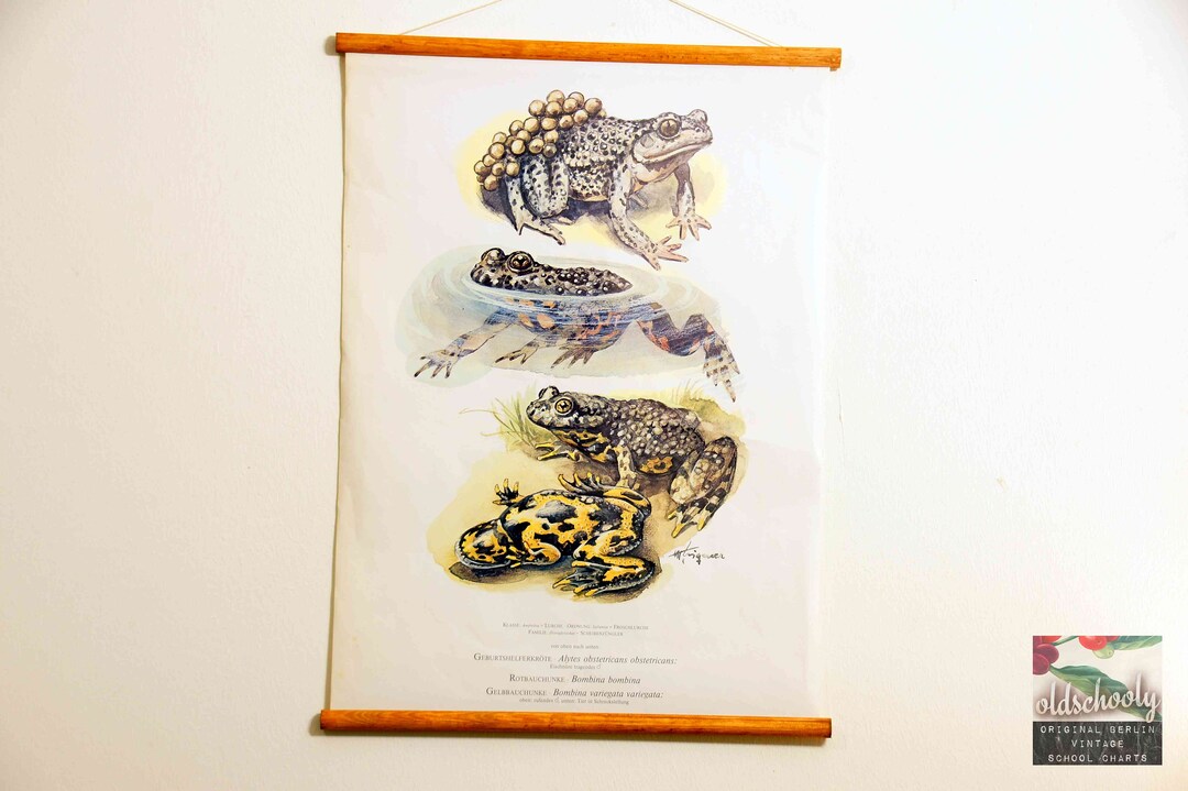 Vintage School Chart | Midwife Toad, Fire-bellied Toad, Yellow-bellied ...