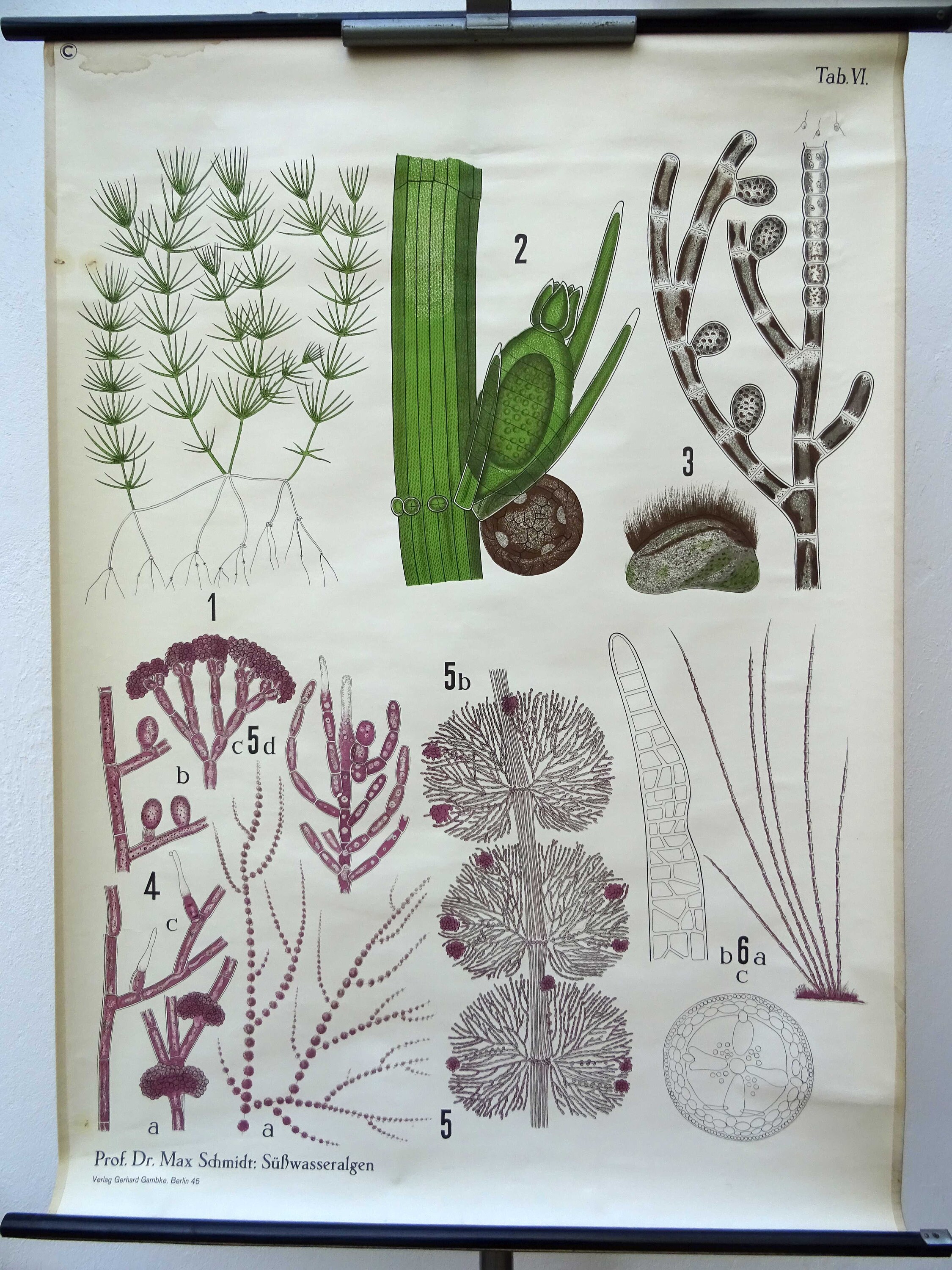 Vintage School Chart | Freshwater Algae VI, Prof. Dr. Max Schmidt ...