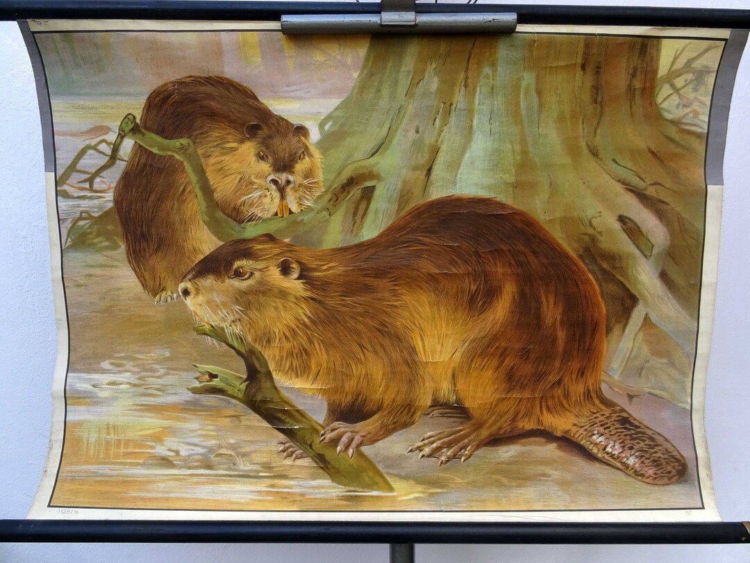 Vintage School Chart | Beaver (castoridae) - Biology, Germany, Vintage ...