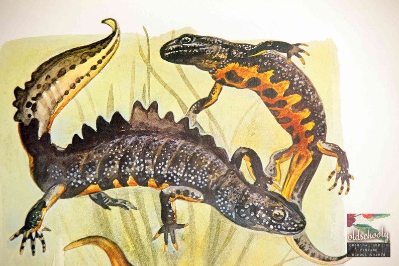 Vintage School Chart Great Crested Newt Pond Newt Threaded - Etsy