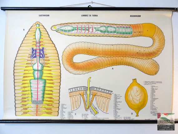 Vintage School Chart the Earthworm 0114 3 Languages: - Etsy Australia