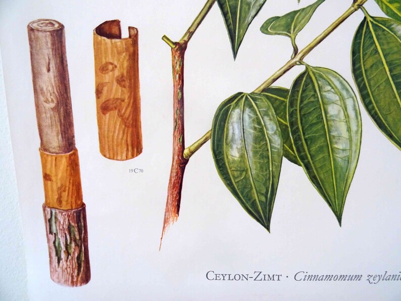 Vintage School Chart Ceylon Cinnamon Cinnamomum - Etsy