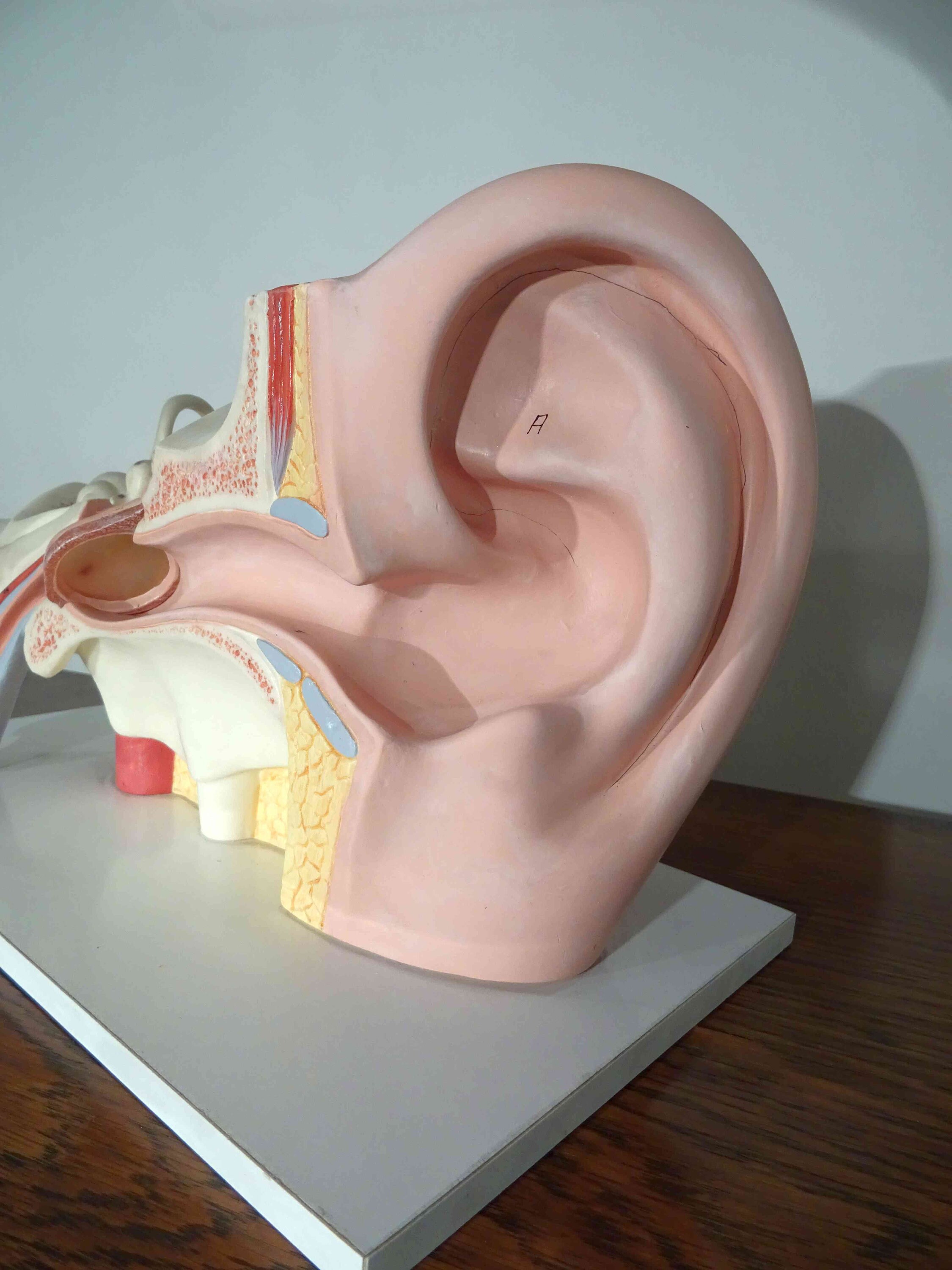 Original Vintage Educational Model | the Human Ear / Hearing - Somso ...