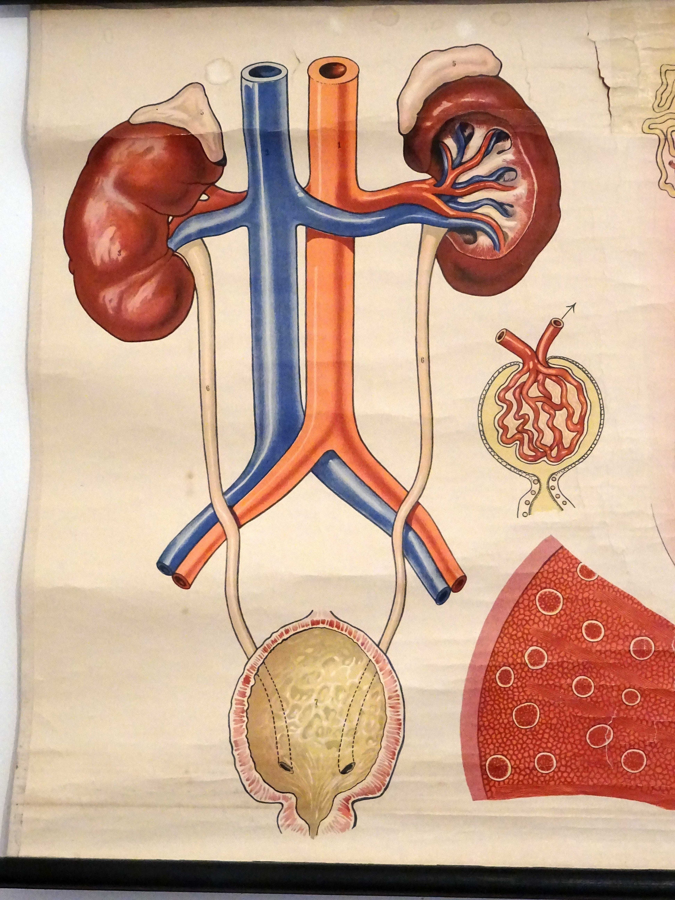 Vintage School Chart | Kidneys / Body / Medicine, 50s, Retro Vintage ...
