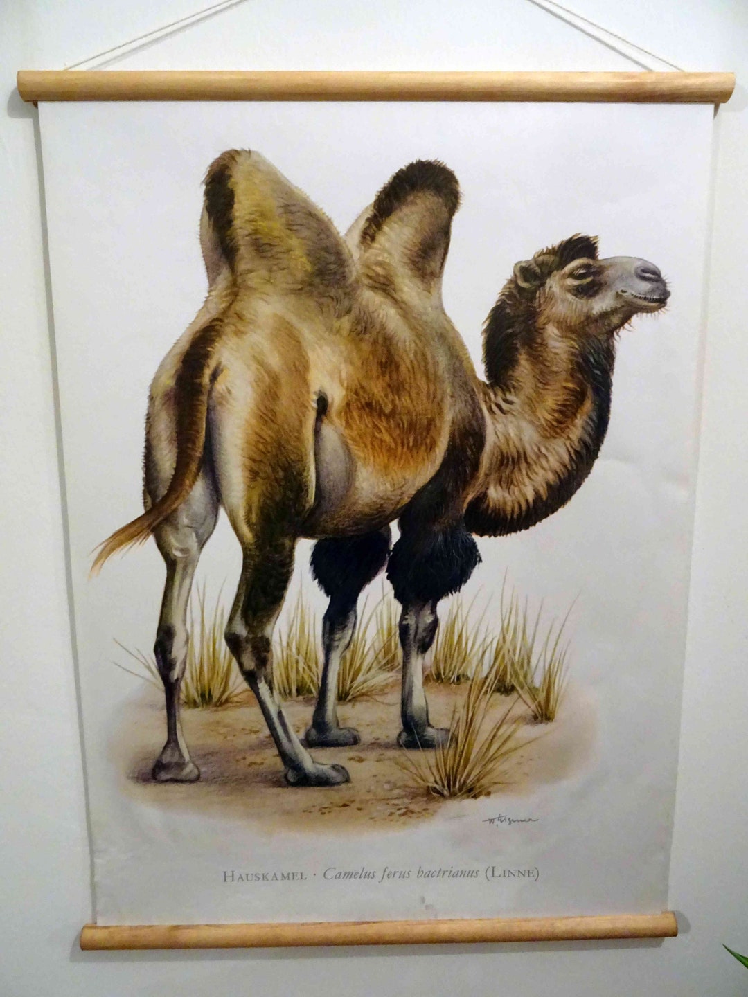 Vintage School Chart | House Camel (camel) C08/05 - Camelus Ferus ...