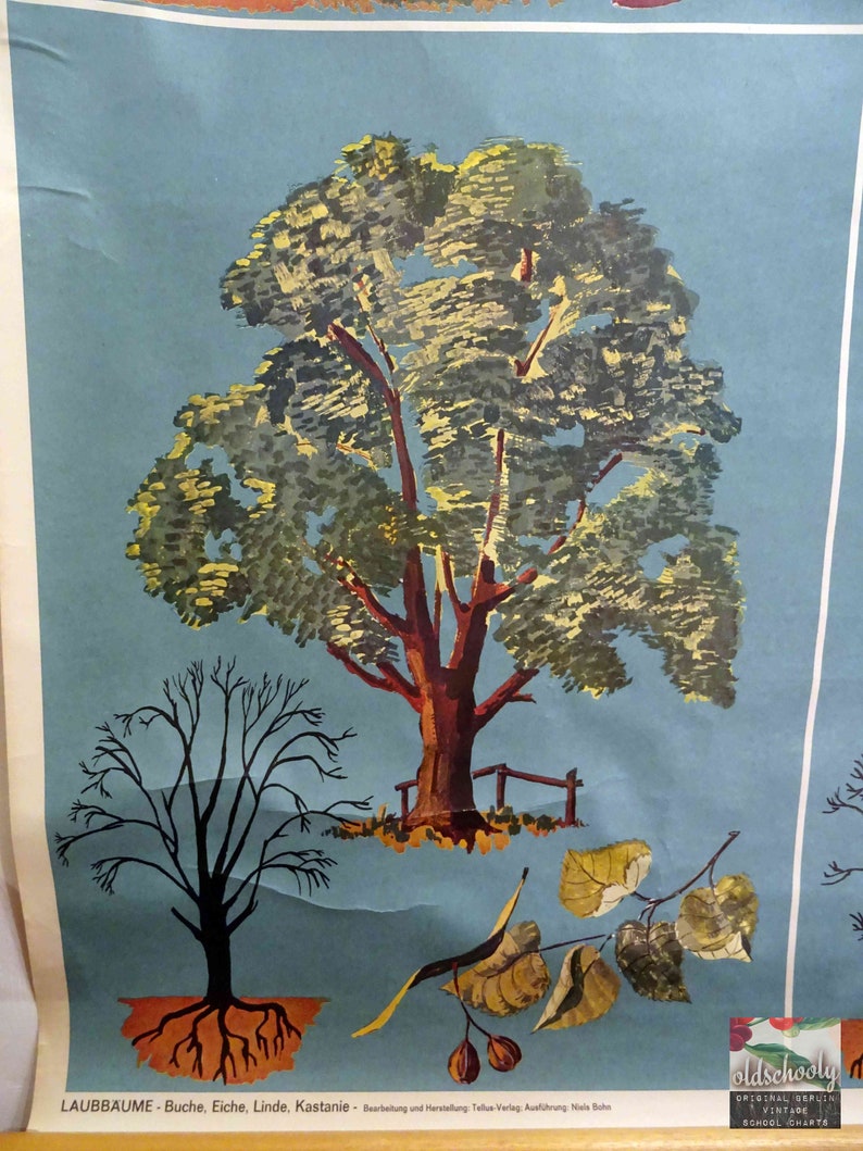 Vintage School Chart | Deciduous Trees (beech, Oak, Lime, Chestnut ...