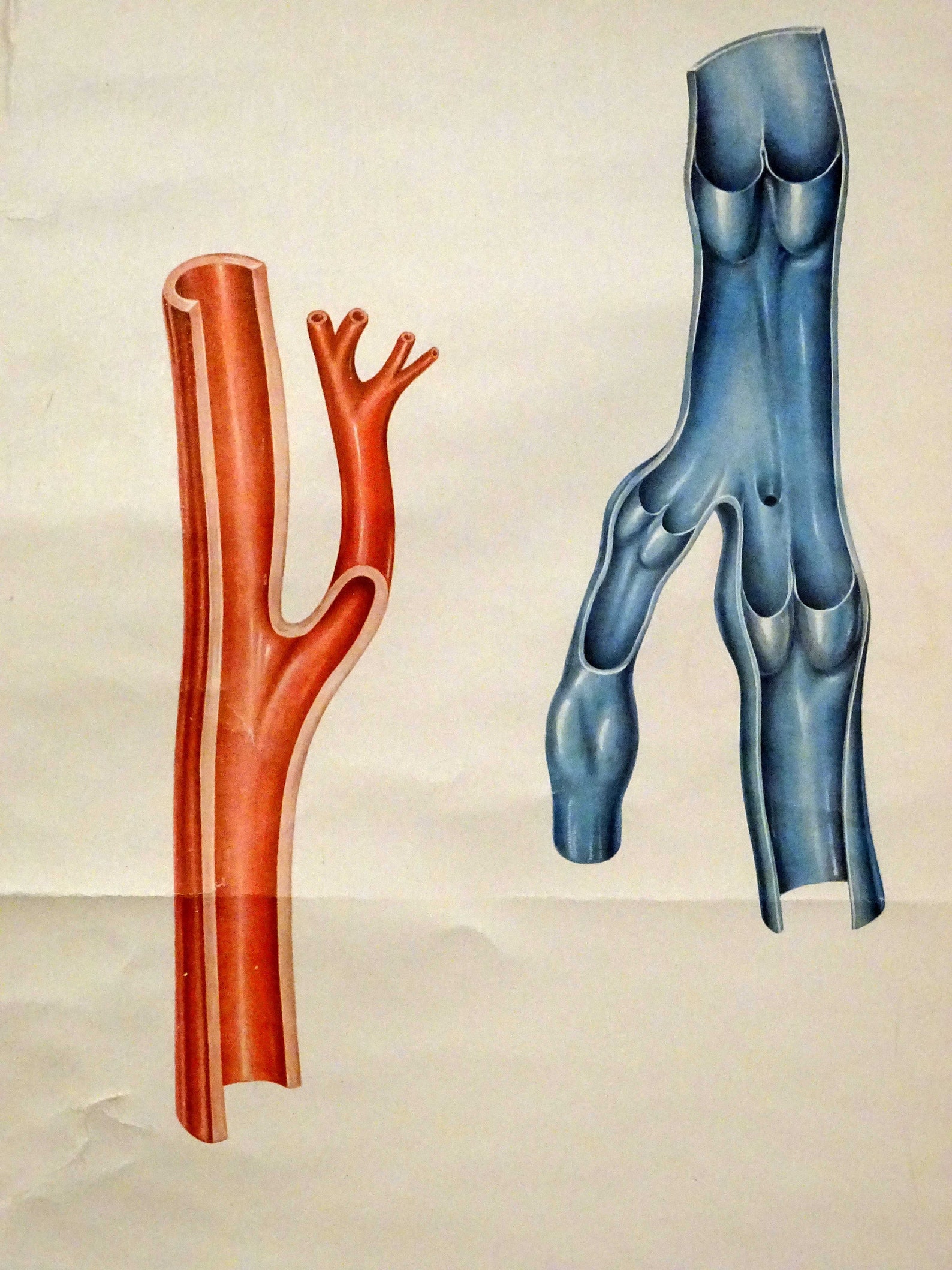 Vintage School Chart Heart II / Body / Medicine 80s Retro - Etsy