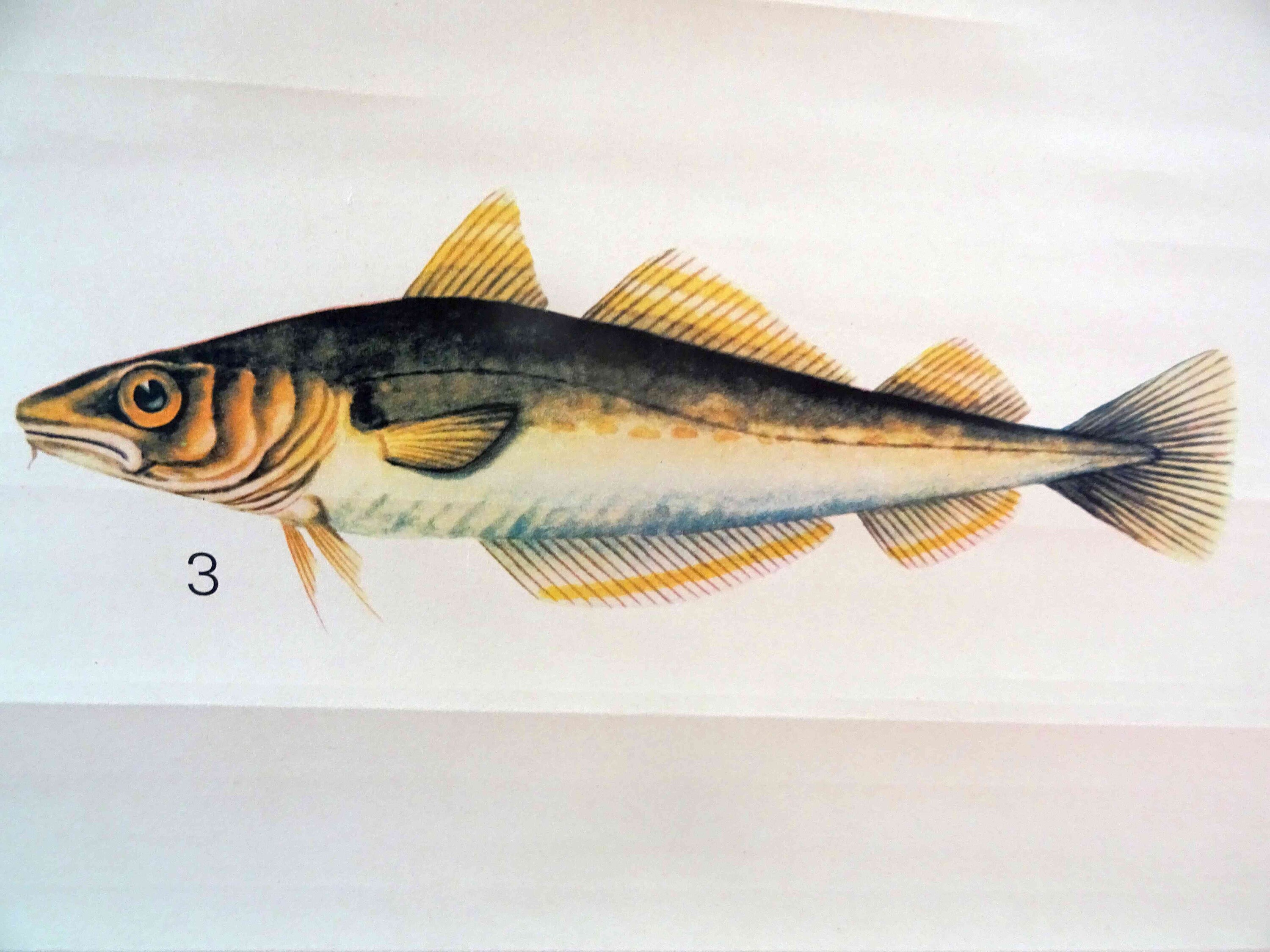 Vintage School Chart | Seawater Fish I (cod, Haddock, Whiting, Saithe ...