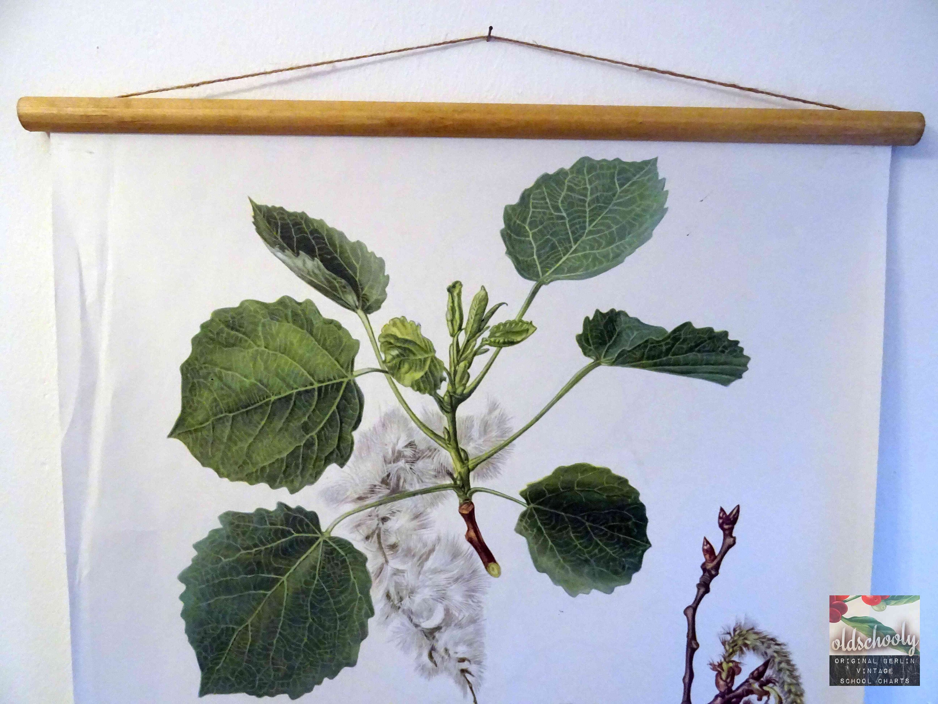 Vintage School Chart | Quaking Aspen Poplar Aspen C04/04 (populus ...