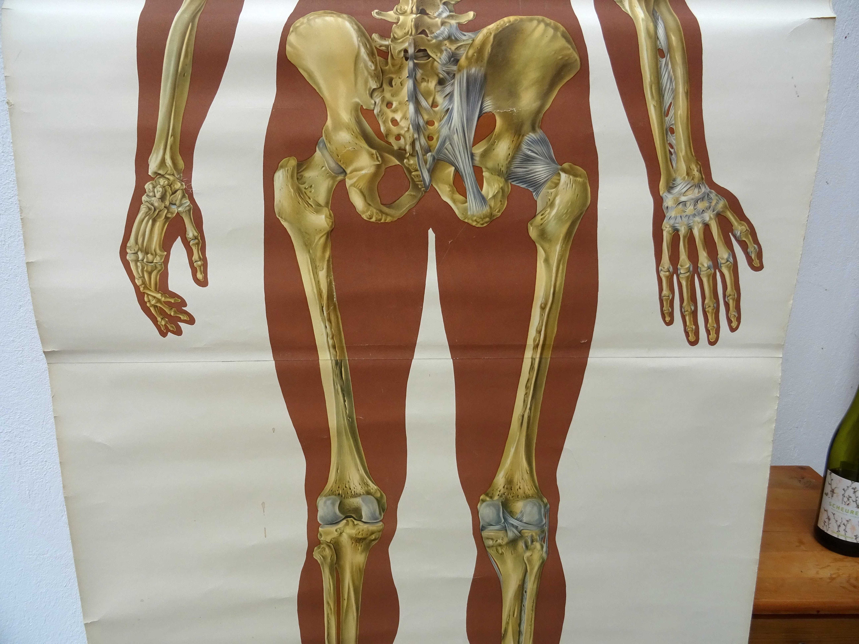 Vintage School Chart | Skeleton (back) / Human / Body / Medicine, 70's ...