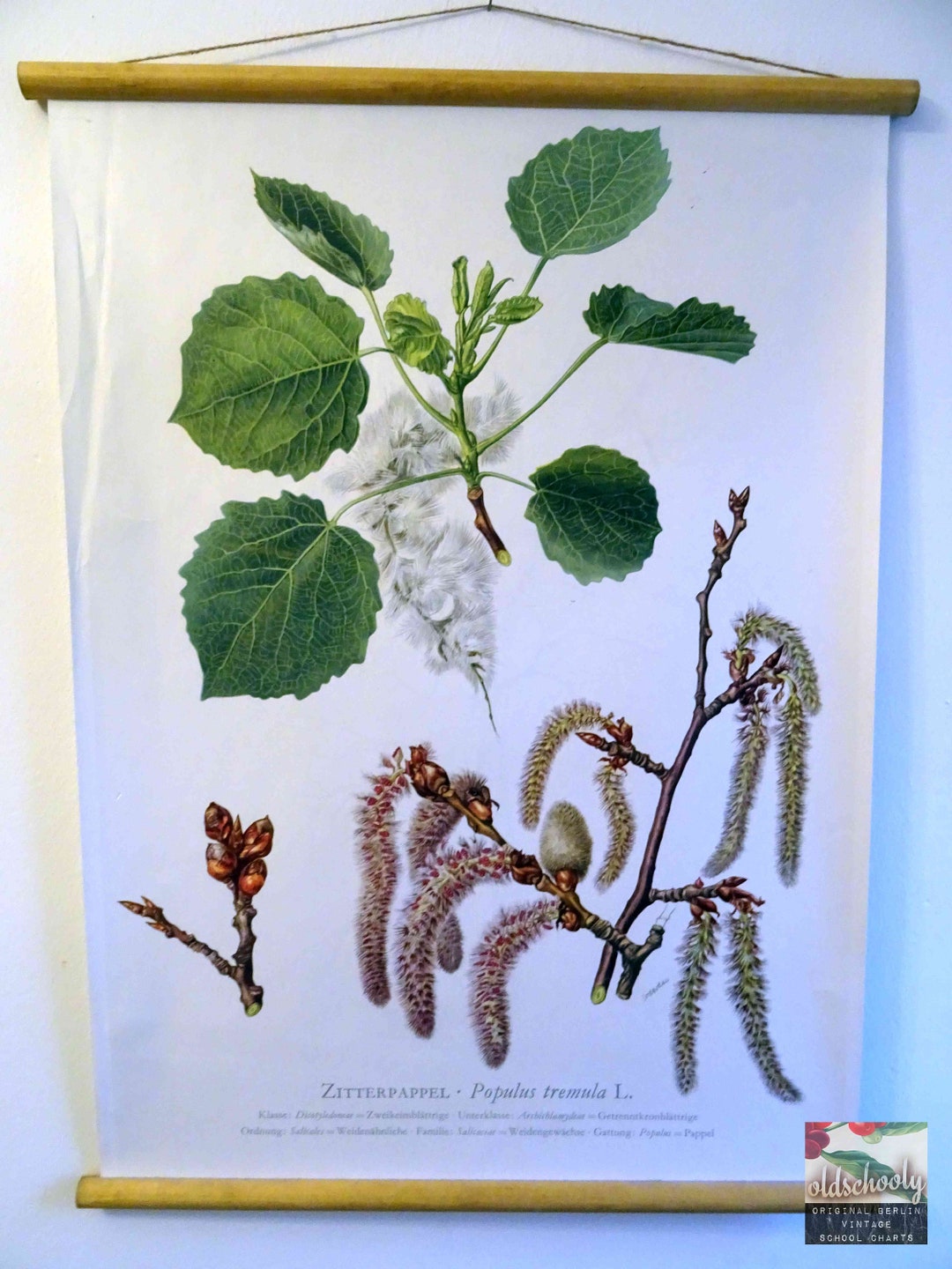 Vintage School Chart | Quaking Aspen Poplar Aspen C04/04 (populus ...
