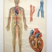 Vintage School Chart | Heart II / Body / Medicine, 80s, Retro Vintage ...
