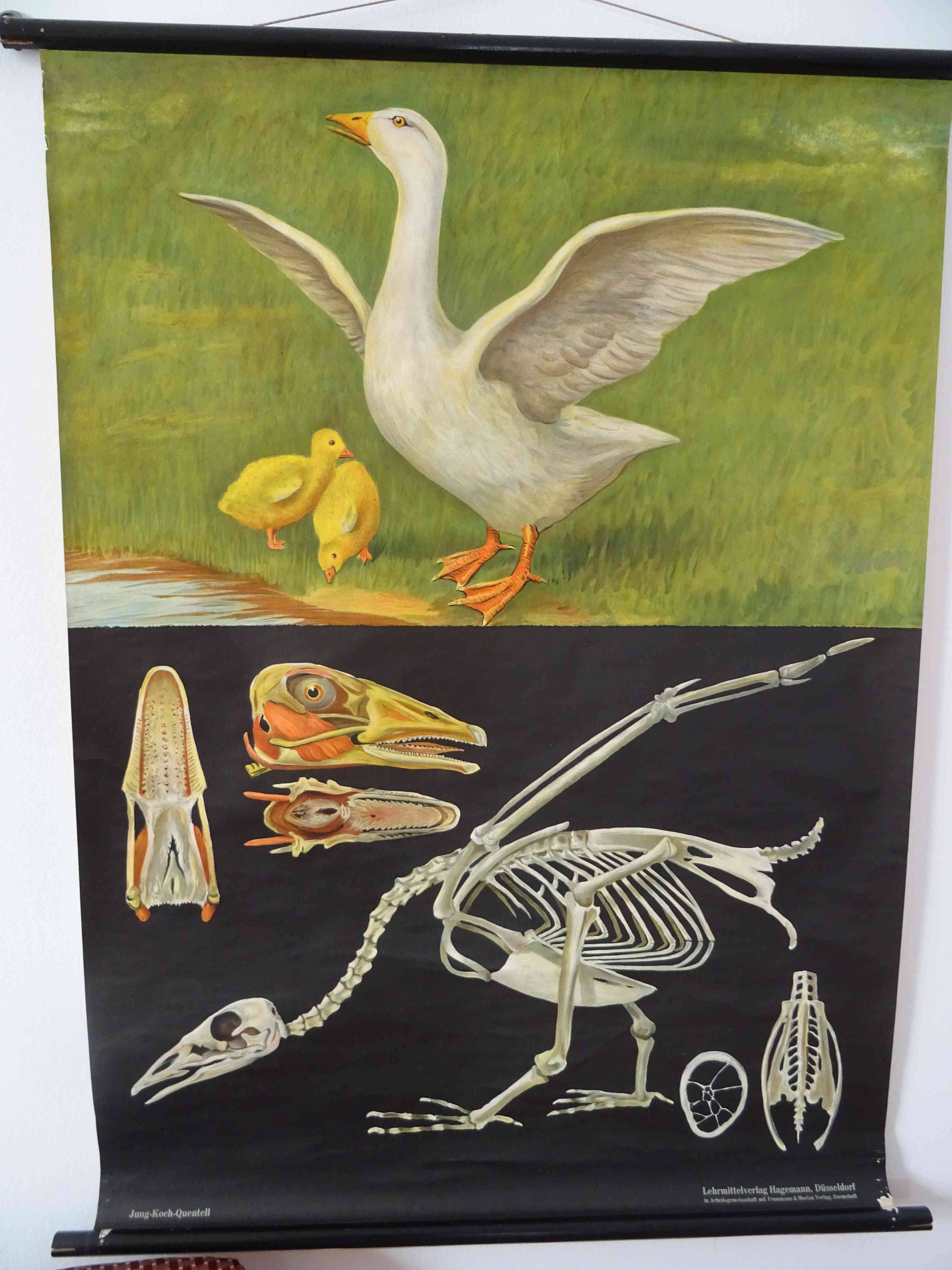 Vintage School Chart | Goose / Wild Goose - Jung Koch Quentell, 30s ...