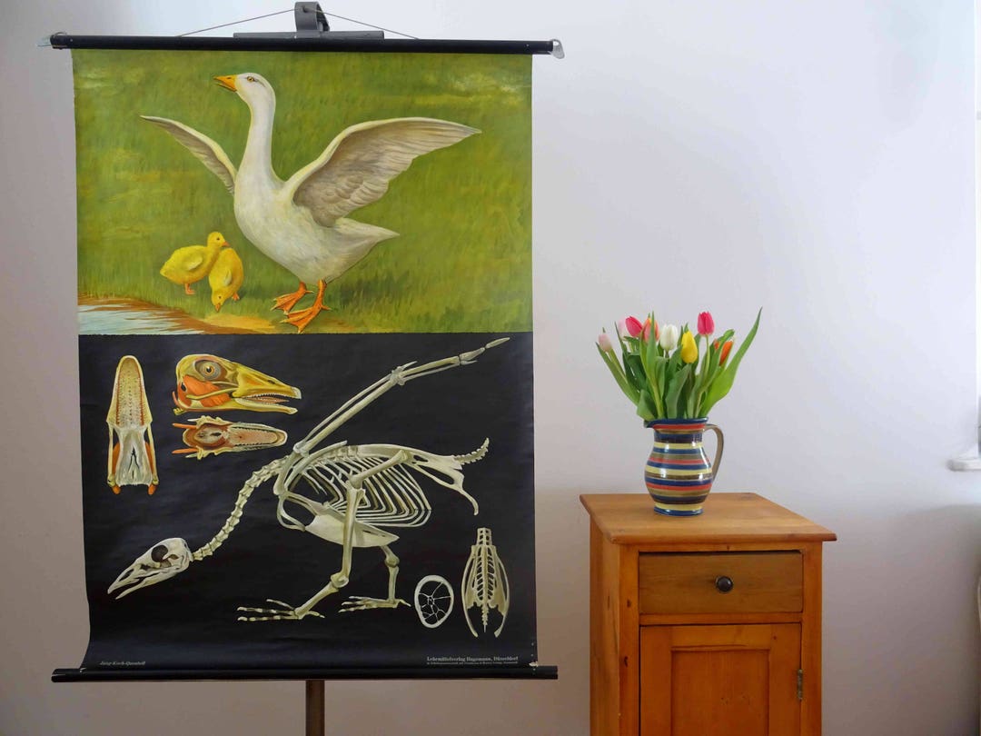 Vintage School Chart | Goose / Wild Goose - Jung Koch Quentell, 30s ...