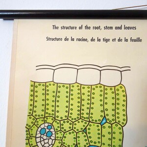 Vintage School Chart | Root, Stem and Leaf Construction 0118 Biology ...