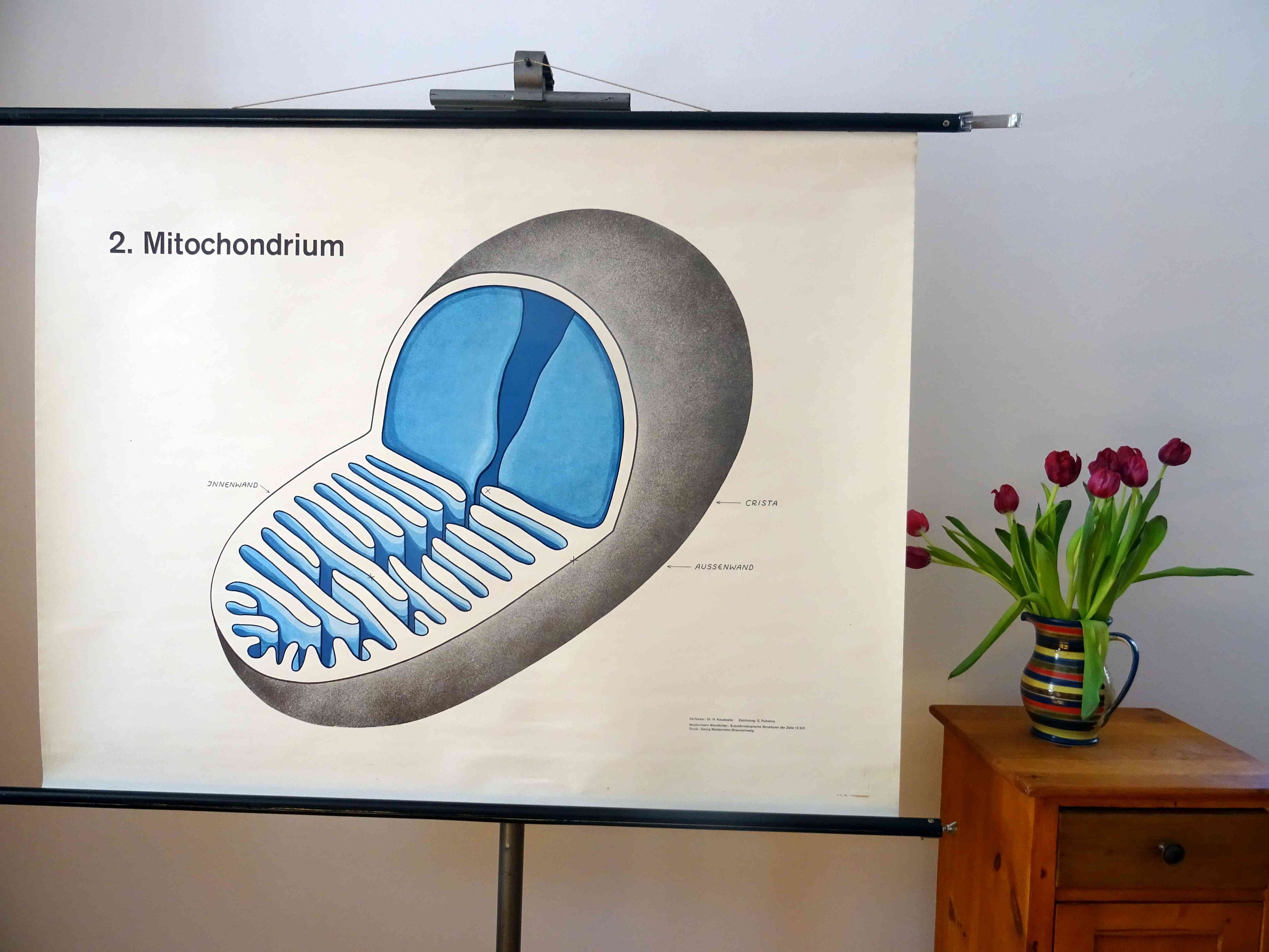 Vintage School Chart | Mitochondrium (I), Submicroscopic Structures of ...