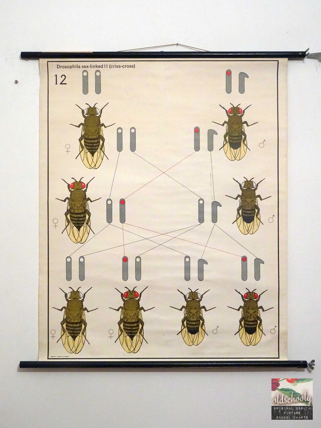 Vintage School Chart | Heredity, Prof. Dr. Heimans, 60s, Retro Vintage ...