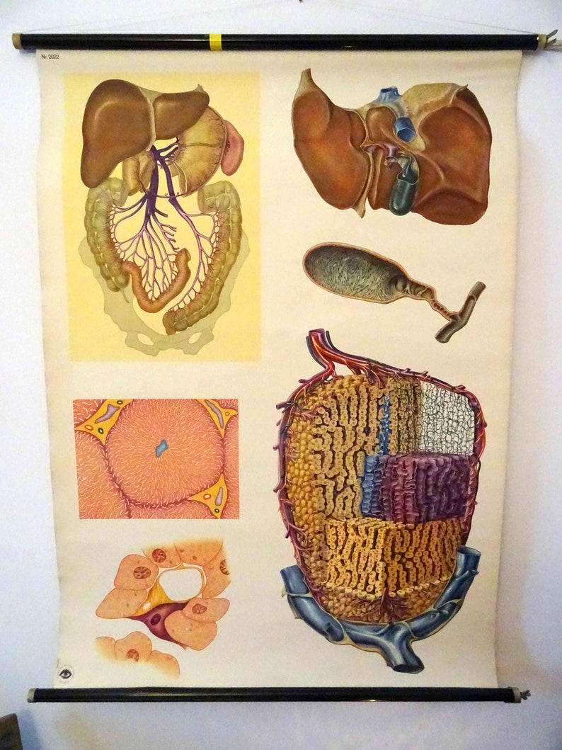 Vintage School Chart | the Liver, Human / Body / Medicine, 60's, Retro ...