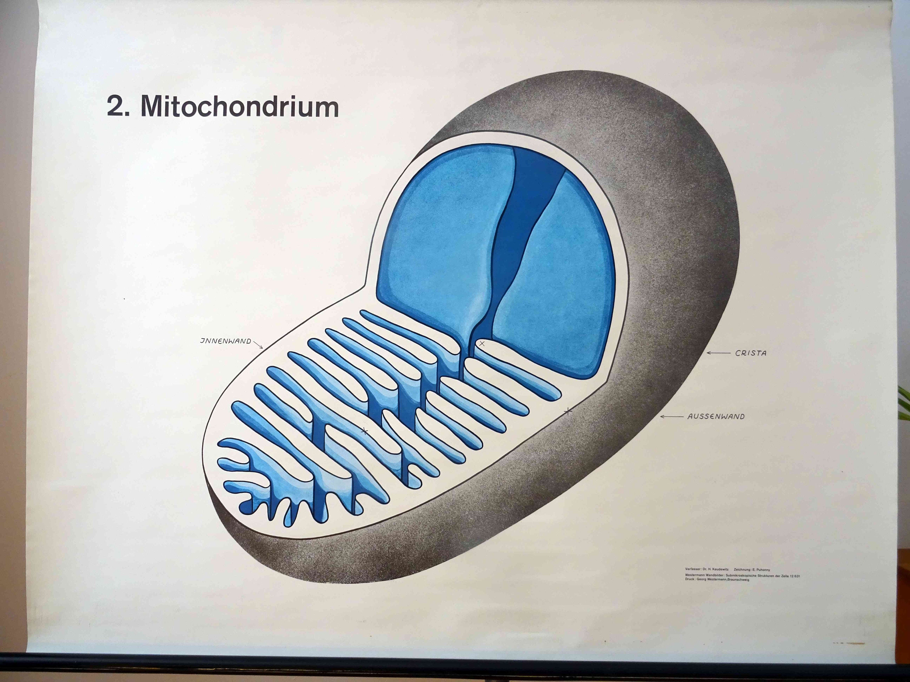Vintage School Chart | Mitochondrium (I), Submicroscopic Structures of ...