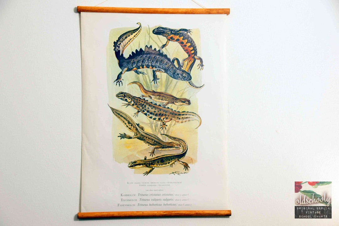 Vintage School Chart | Great Crested Newt, Pond Newt, Threaded Newt C14 ...
