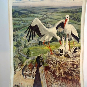 Vintage School Chart | "storks" / Zoology - Retro Vintage, , Original ...