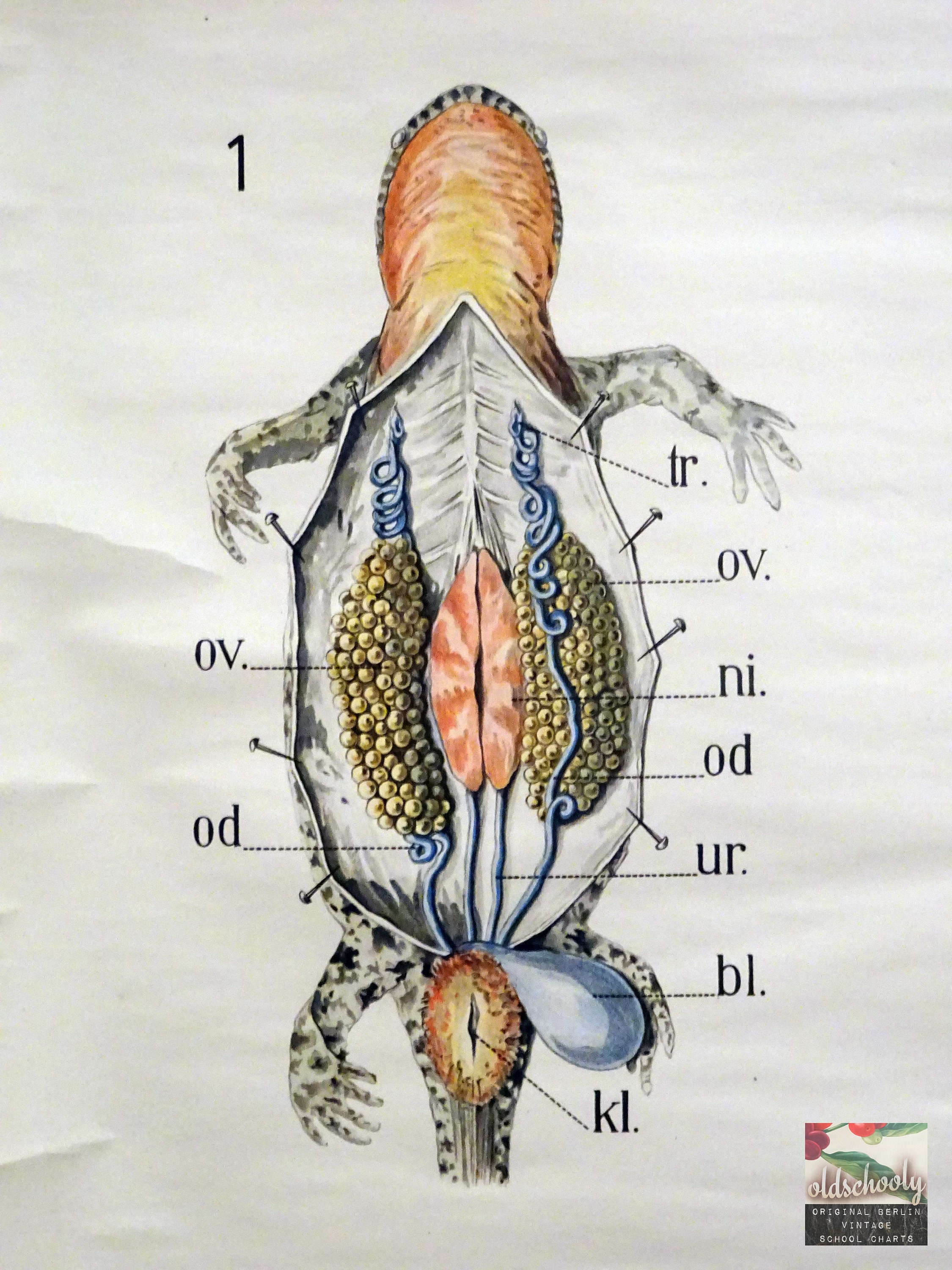 Vintage School Chart | Tab. 6: Lizard & Salamander - Reproductive ...