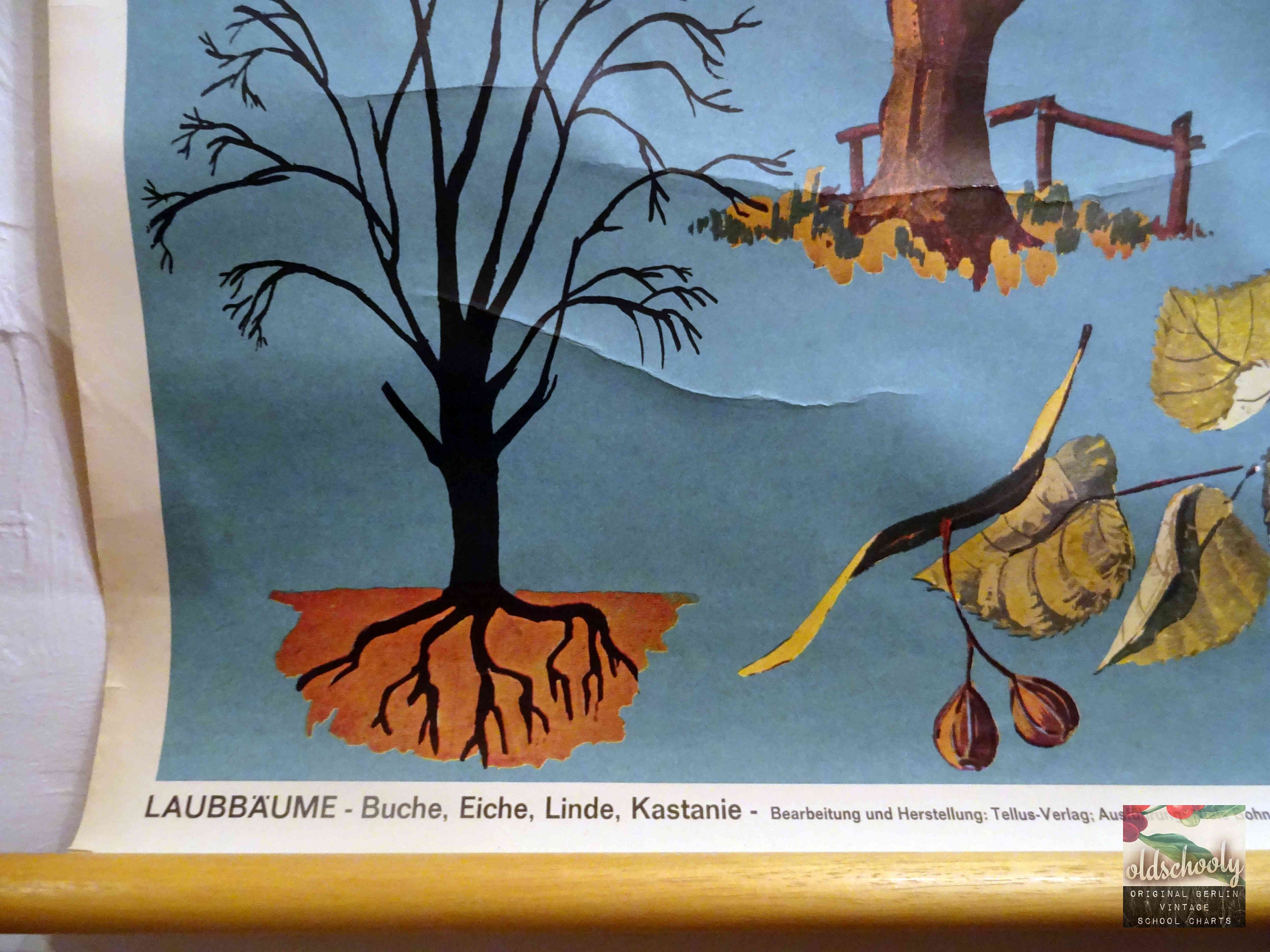 Vintage School Chart | Deciduous Trees (beech, Oak, Lime, Chestnut ...