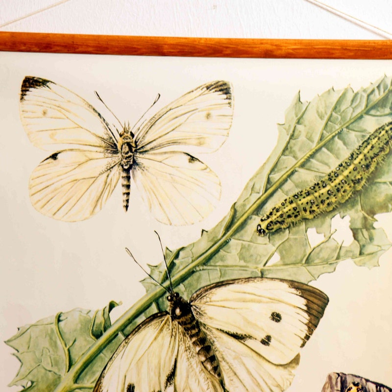 Butterfly Lithograph - Etsy