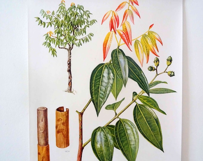 Vintage School Chart | Ceylon - Cinnamon - Cinnamomum Zeylanicum Bl ...