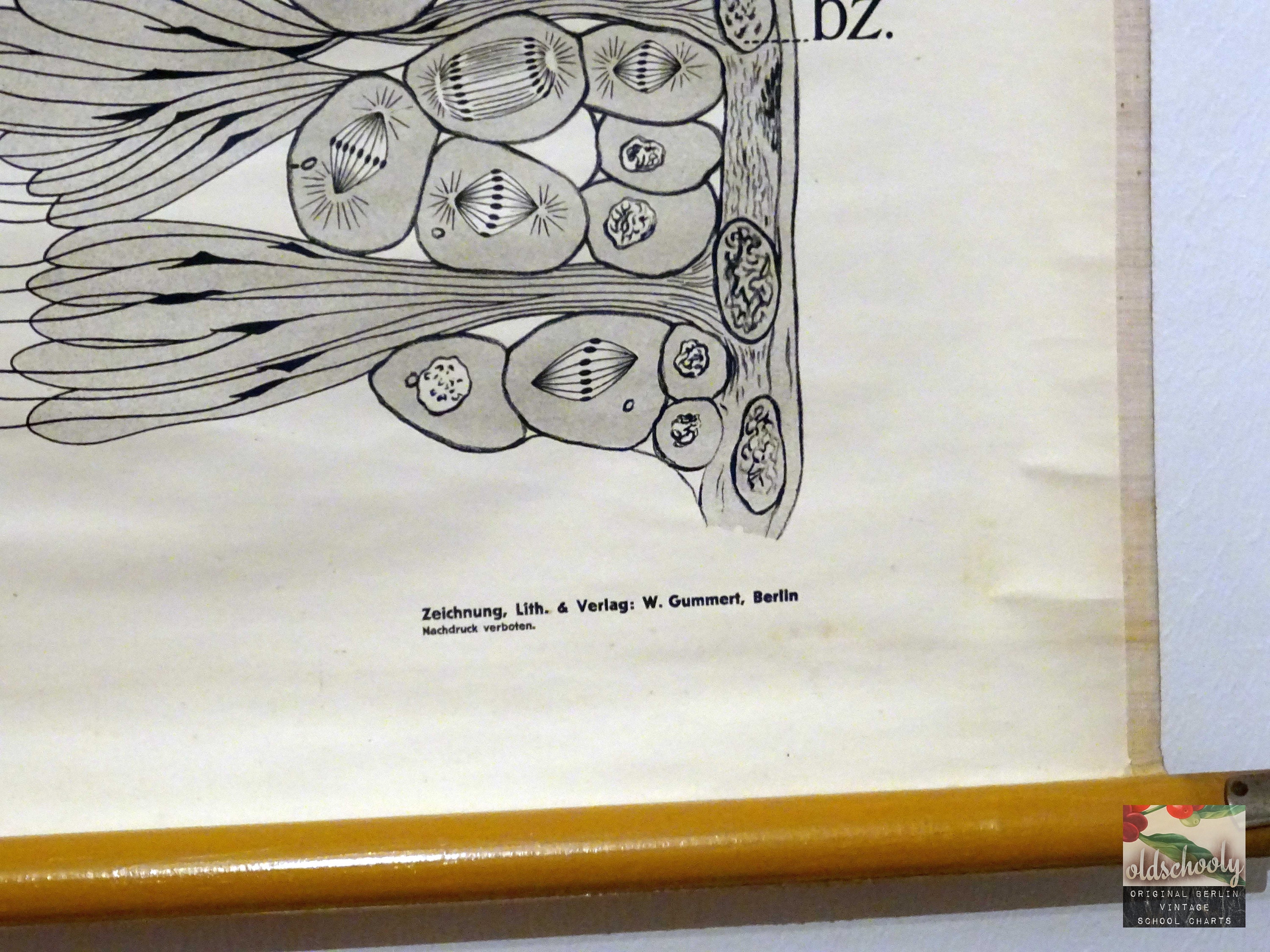 Vintage School Chart Tab. 6: Lizard & Salamander - Etsy