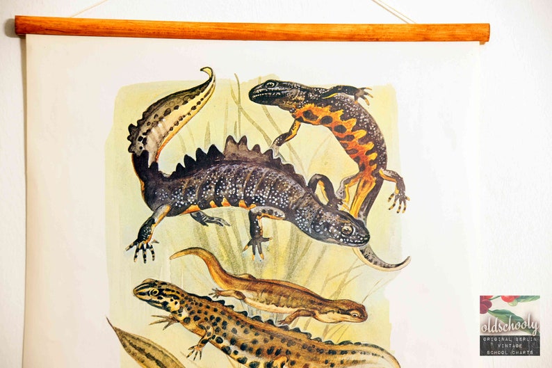 Vintage School Chart | Great Crested Newt, Pond Newt, Threaded Newt C14 ...
