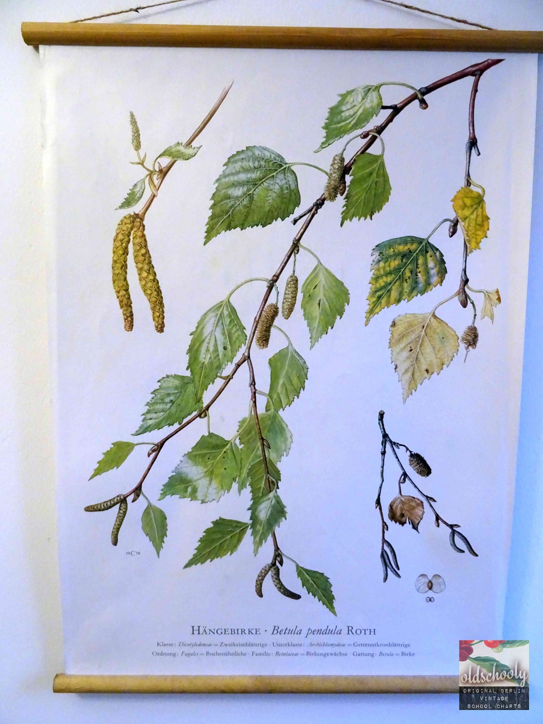 Vintage School Chart | Hanging Birch (betula Pendula), Original Wall ...