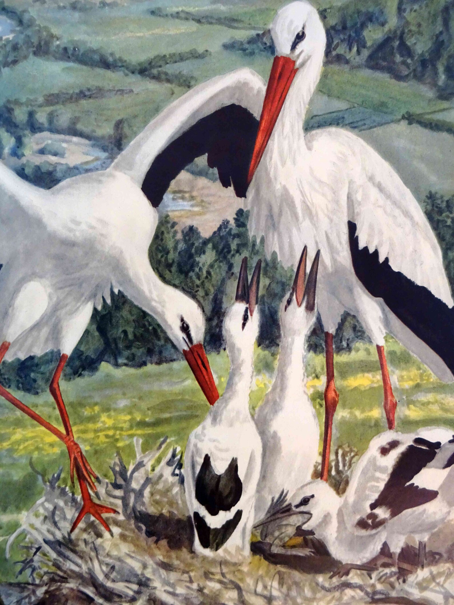 Vintage School Chart | "storks" / Zoology - Retro Vintage, , Original ...