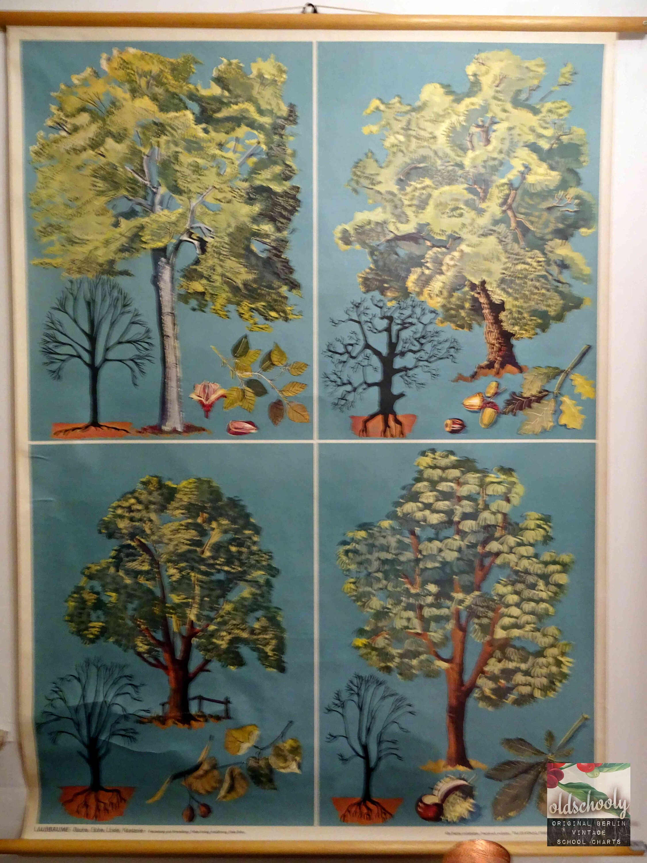 Vintage School Chart | Deciduous Trees (beech, Oak, Lime, Chestnut ...