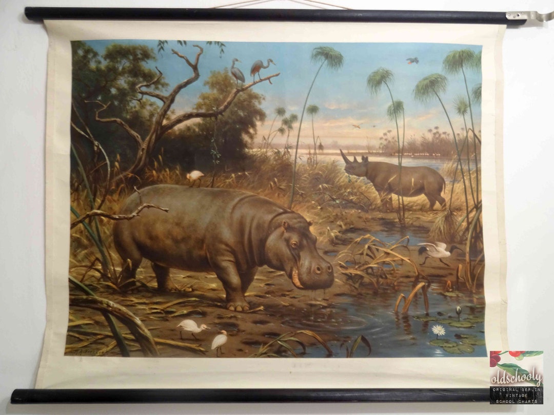 Vintage School Chart on the Nile hippopotamus, Rhinoceros, Gulls, Hippo ...